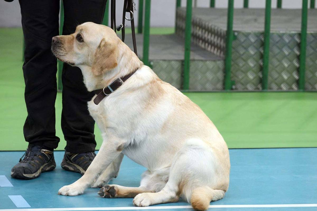 La 'cara desconocida' de los perros guía: Las claves de su ...