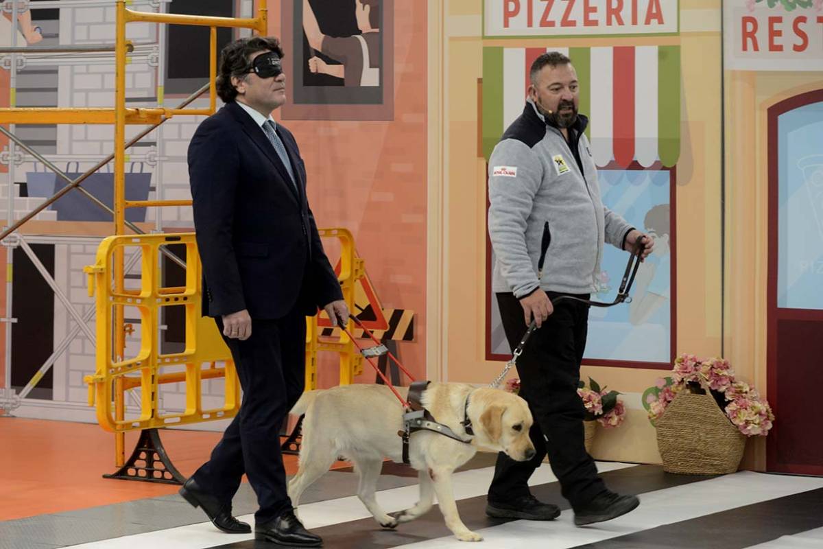 La 'cara desconocida' de los perros guía: Las claves de su ...